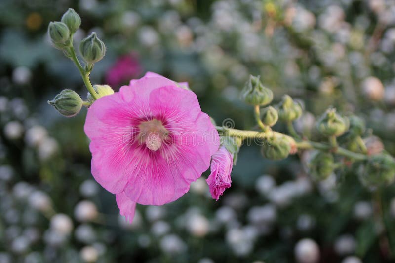 Little hogweed stock photo. Image of plant, shrub, annual - 31949928