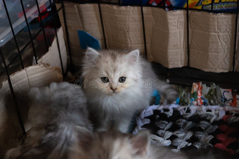 Little homeless kitten stock photo. Image of adoption - 128355794