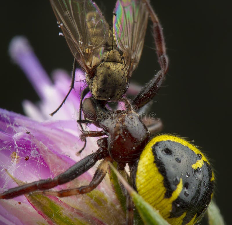 Little Honey Bee Caught by Spider Stock Photo - Image of scary, nature ...