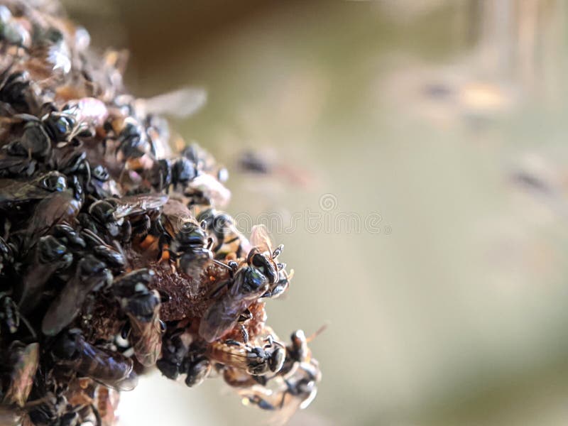 Little honey bee stock image. Image of invertebrate - 272149221