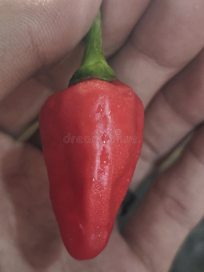 A little chili stock photo. Image of petal, plant, fruit - 225055726