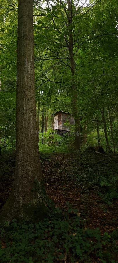 Little House in the Forrest Stock Image - Image of hiking, house: 337894457