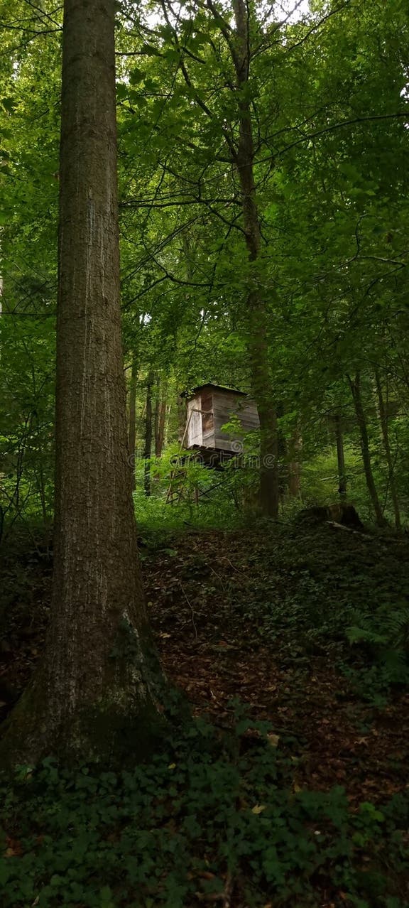 Little House in the Forrest Stock Image - Image of hiking, house: 337894457