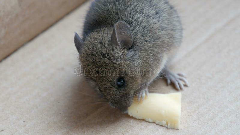 Little House Mouse Eating Cheese in Carton Box Stock Video - Video of ...