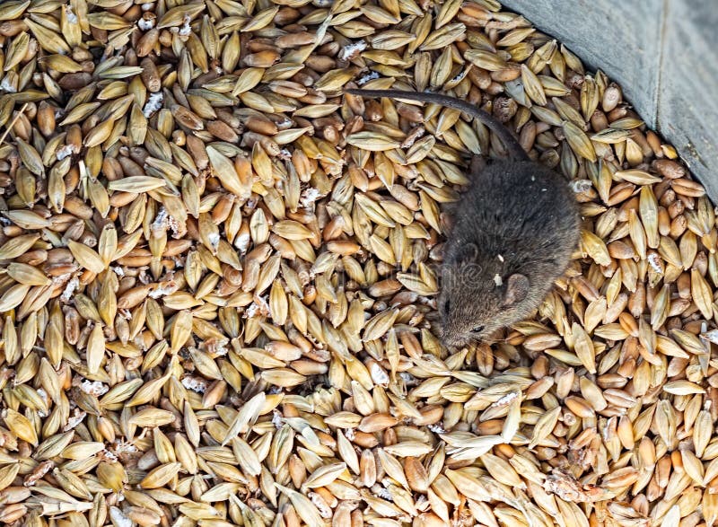 Little House Mouse Sitting Pile Grain Stock Photos - Free & Royalty ...