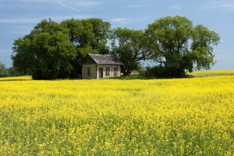 Canola Field on the Prairies Stock Image - Image of farmland, country ...
