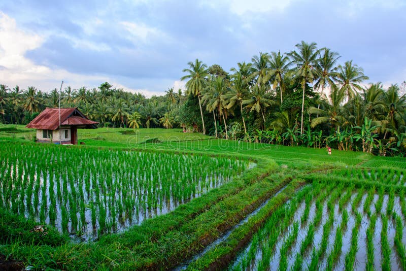 Little House on the Rice Fields of Ubud, Bali, Indonesia Stock Photo ...