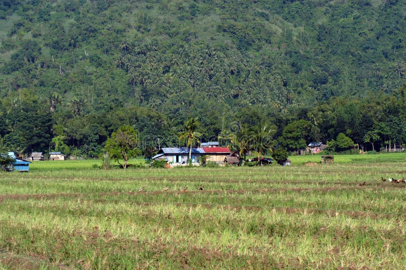 Little Houses on the Rice Field Stock Image - Image of filipino ...