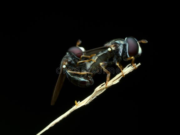 Little Hover Fly Mating on the Dry Grass Stock Image - Image of wings, insects: 256585969