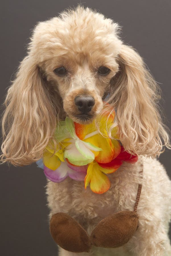 Little Huia Girl Stock Photos - Free & Royalty-Free Stock Photos from ...