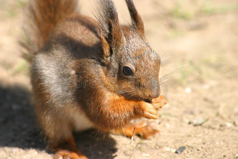Little hungry squirrel stock photo. Image of squirrel - 36900780