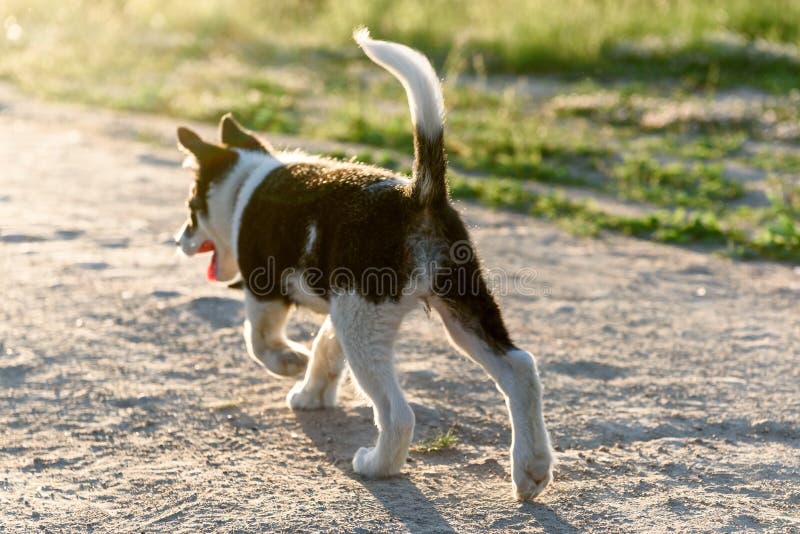Little Husky Puppy Running Around in Nature Stock Photo - Image of ...