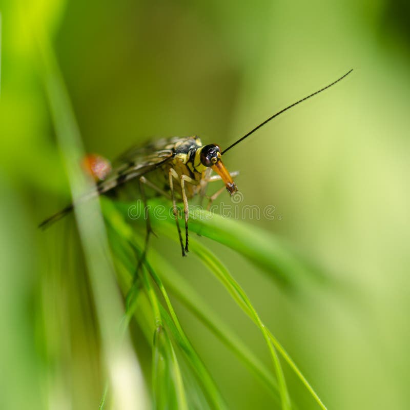 Insect antenna detail stock image. Image of antenna, animal - 13188725