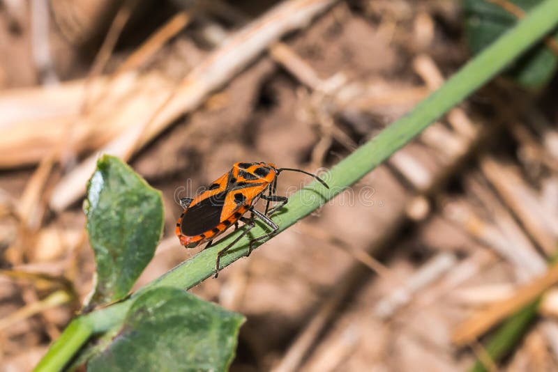 Little insect stock photo. Image of nature, pest, invertebrate - 83357046