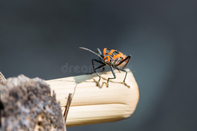Little insect stock photo. Image of outdoor, little, animal - 83357112