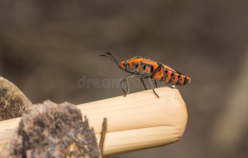 Little insect stock image. Image of beetle, green, plant - 83357133