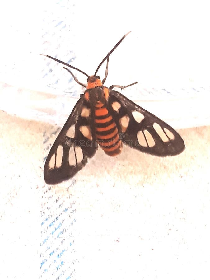 Little insect stock image. Image of beautiful, small - 99139839