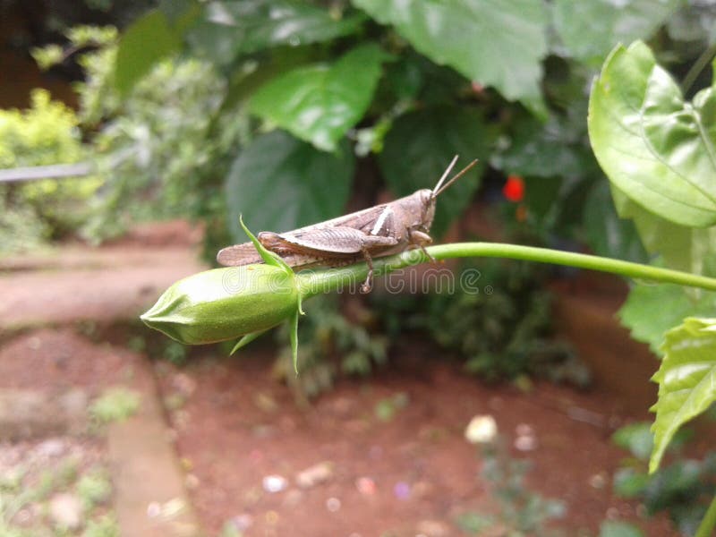 Little insect stock photo. Image of nature, insect, little - 142180678