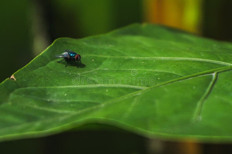 Little Insect Fly on a Green Leaf Stock Image - Image of yellow, pest ...