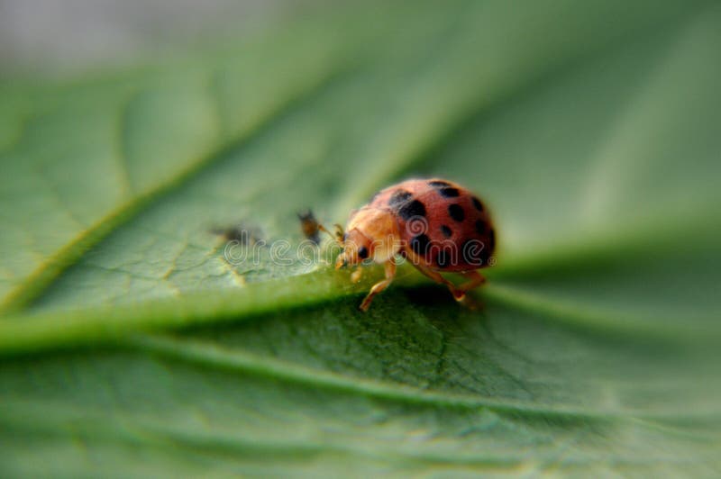 Little Insect on the Green Leaf Stock Image - Image of leaf, arthropod ...