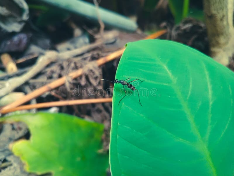 Little insect stock image. Image of small, insect, elements - 99139487