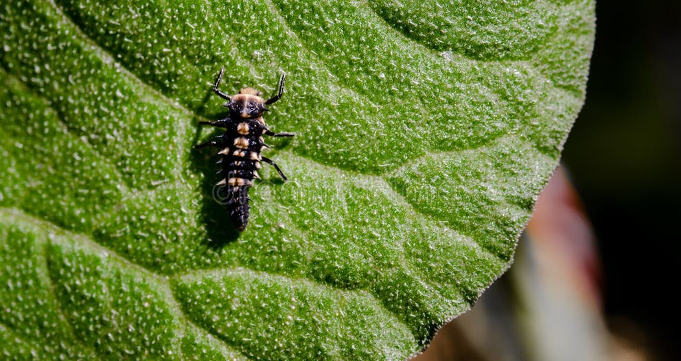 Little Insect on Green Leaf Stock Image - Image of leaf, horror: 104589149