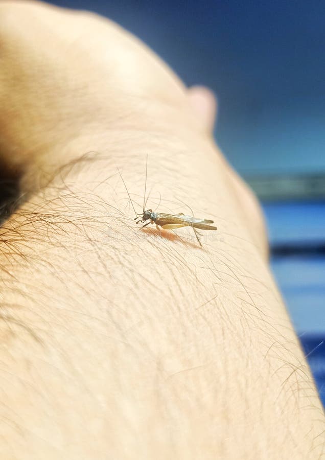 Little insect stock image. Image of small, insect, elements - 99139487