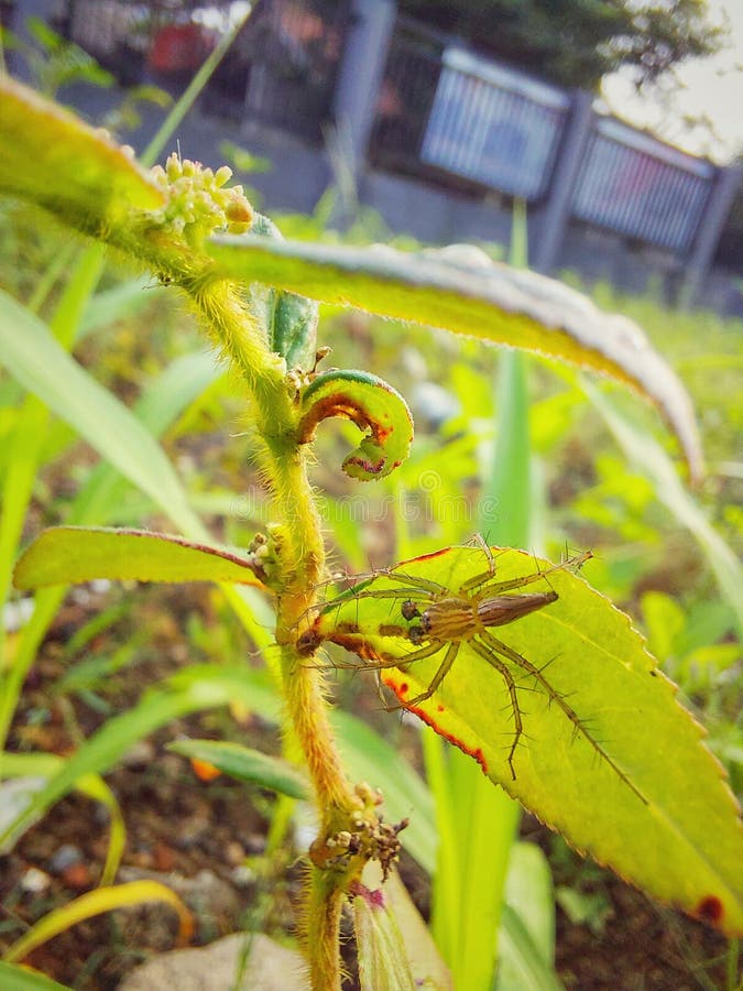 Little Insect Hide Under Beautiful Leave Stock Image - Image of plant ...