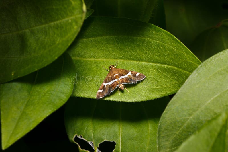 The little insect stock image. Image of antennae, grass - 40346935