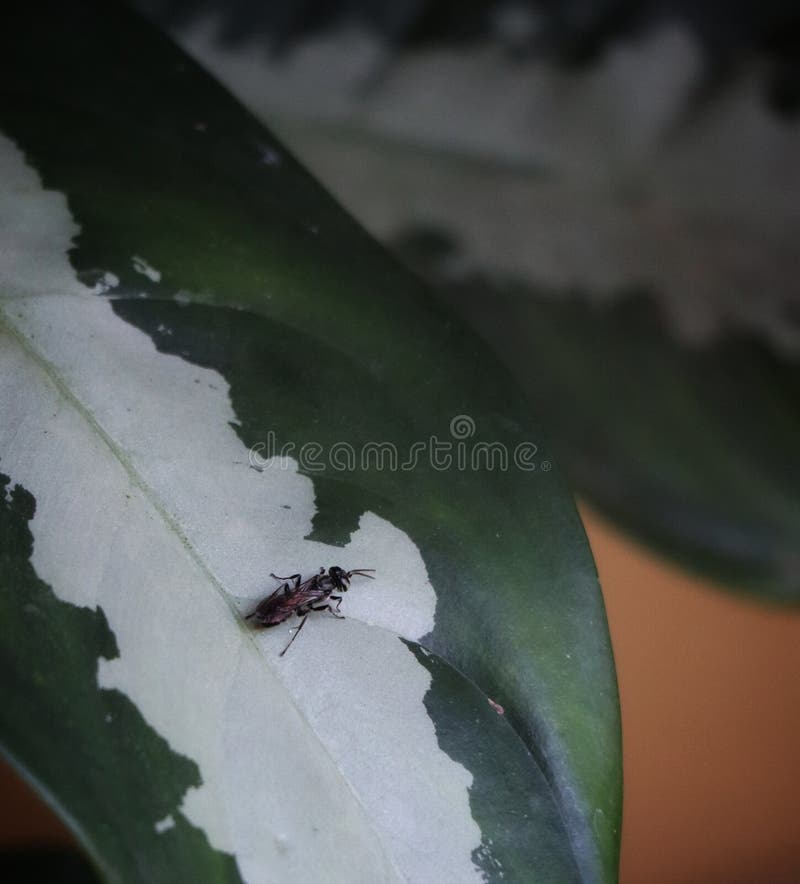 Little insect on a leaf stock image. Image of arthropod - 238599777