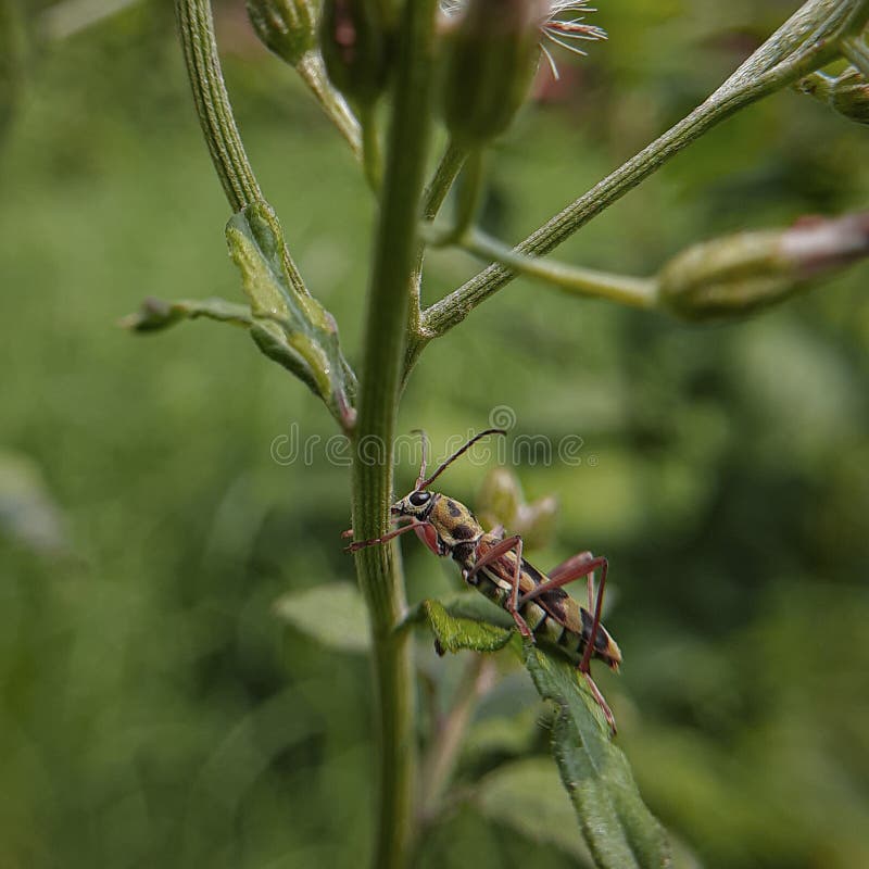 Little insect stock photo. Image of small, rare, magazines - 98225572