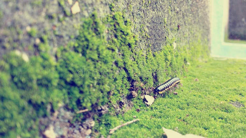 Little insect stock photo. Image of little, insect, green - 99621638