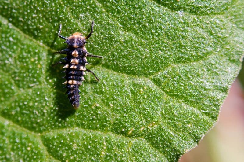Little Insect on Green Leaf Stock Photo - Image of macro, leaf: 112129814