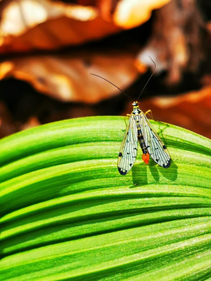 Little insect stock photo. Image of small, rare, magazines - 98225572