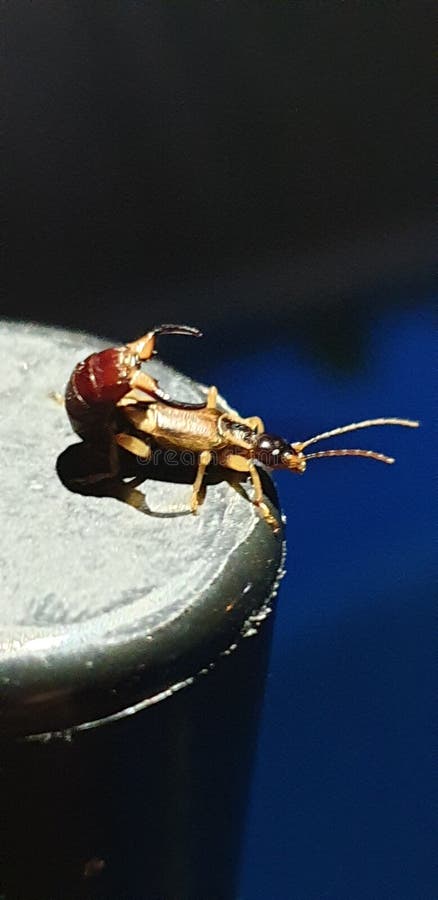 Little insect stock image. Image of insects, insect - 162529695