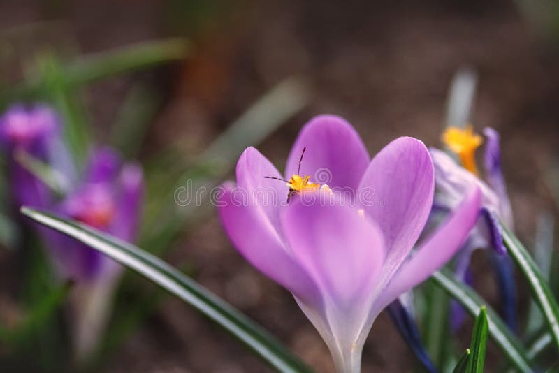 Little Insect Sitting on a Violet Crocus. Spring Nature Backdrop Stock ...
