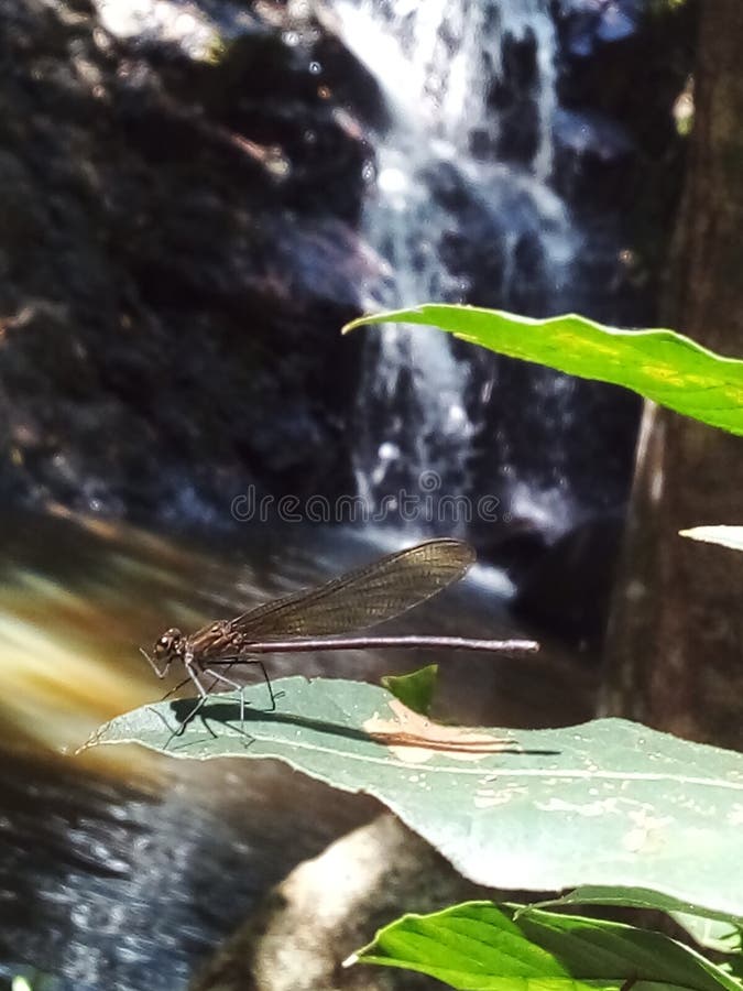 Little insect on waterfall stock image. Image of leaf - 255610569