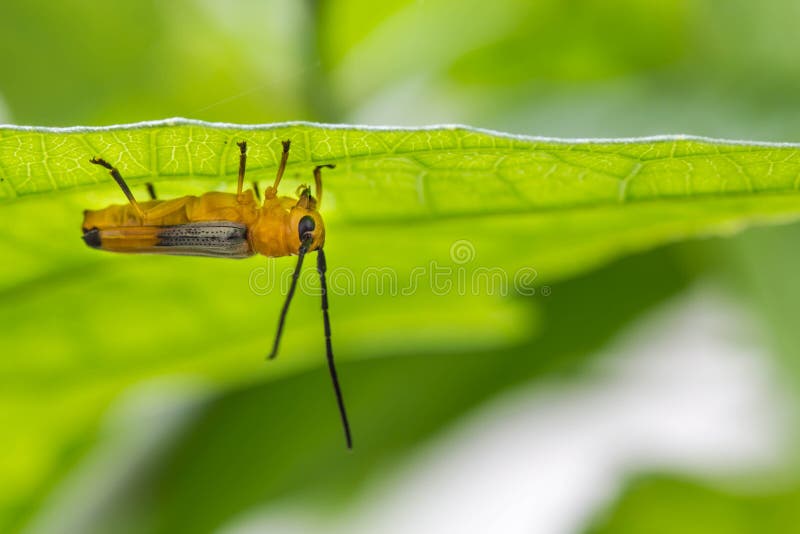 Little Insects on a Leaf Close Up Stock Photo - Image of insects, blur ...