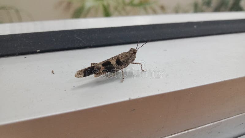 Little Insects in the Window Looks so Awesome Stock Image - Image of ...