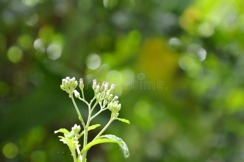 Little Iron Weed Flower Tropical Herb Bloom in Garden Stock Image ...