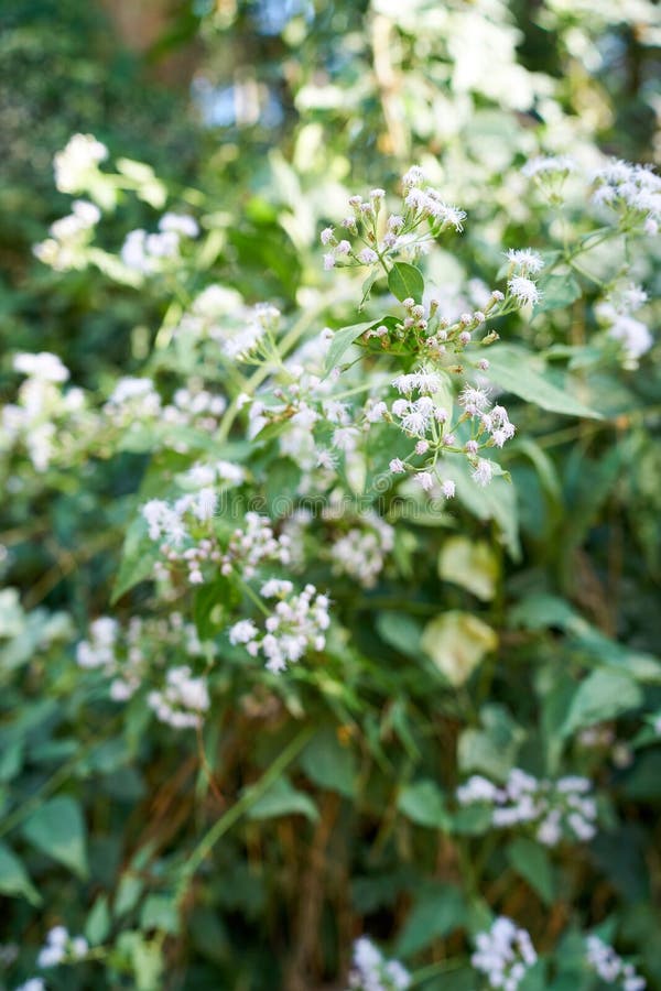 Cyanthillium Cinereum Flowers Also Known As Little Ironweed And Hey ...