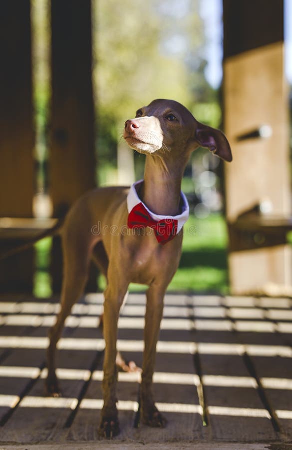 Little Italian Greyhound in the Field Stock Photo - Image of happiness ...