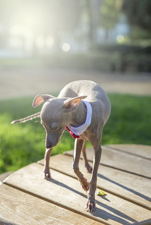 Little Italian Greyhound in the Field Stock Photo - Image of animal ...