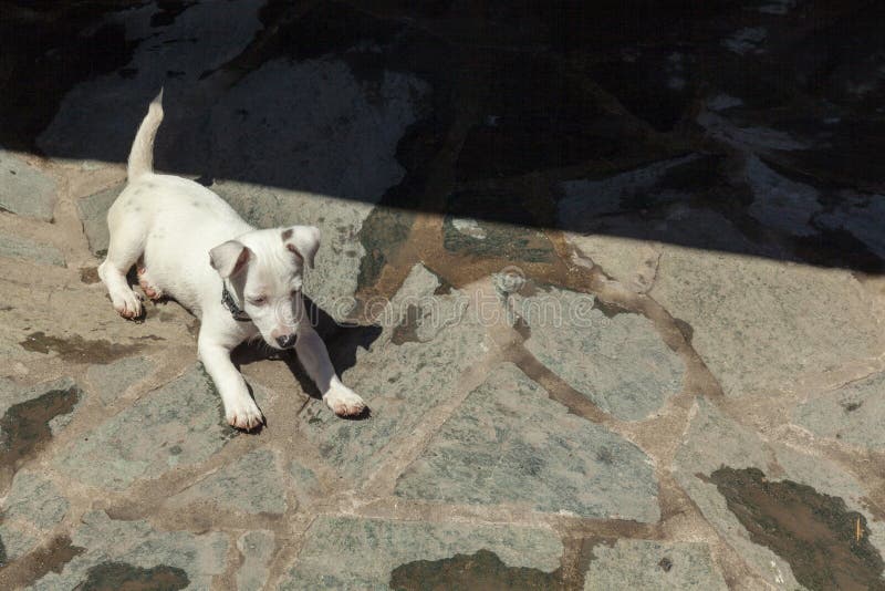 Little jack russel to play stock image. Image of grass - 121874051