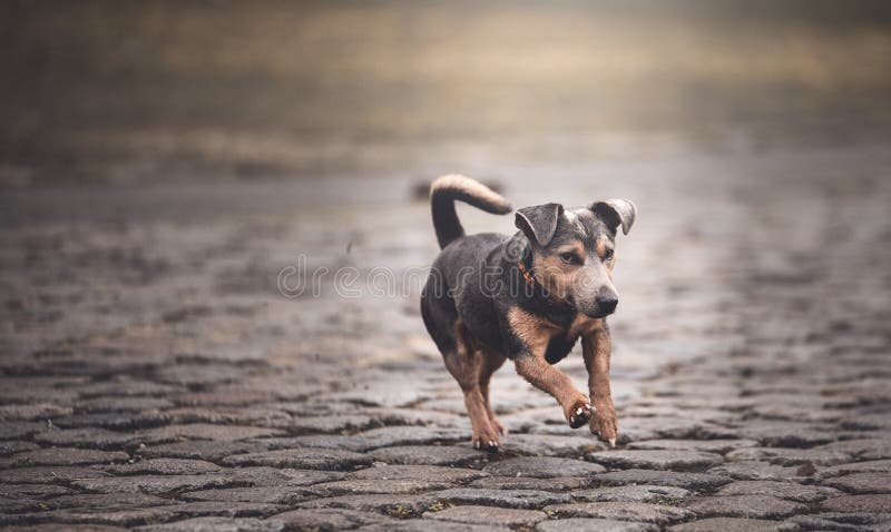 Little jack russell stock photo. Image of little, nature - 88834608