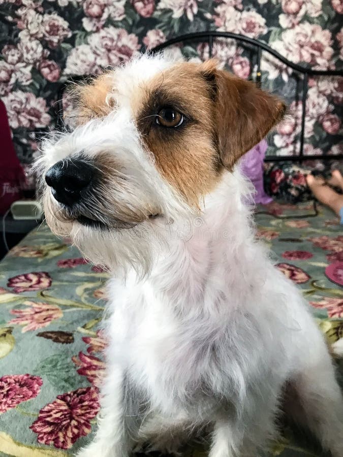 Little Jack Russell Terrier on the Bed . Looks into the Lens. Stock ...