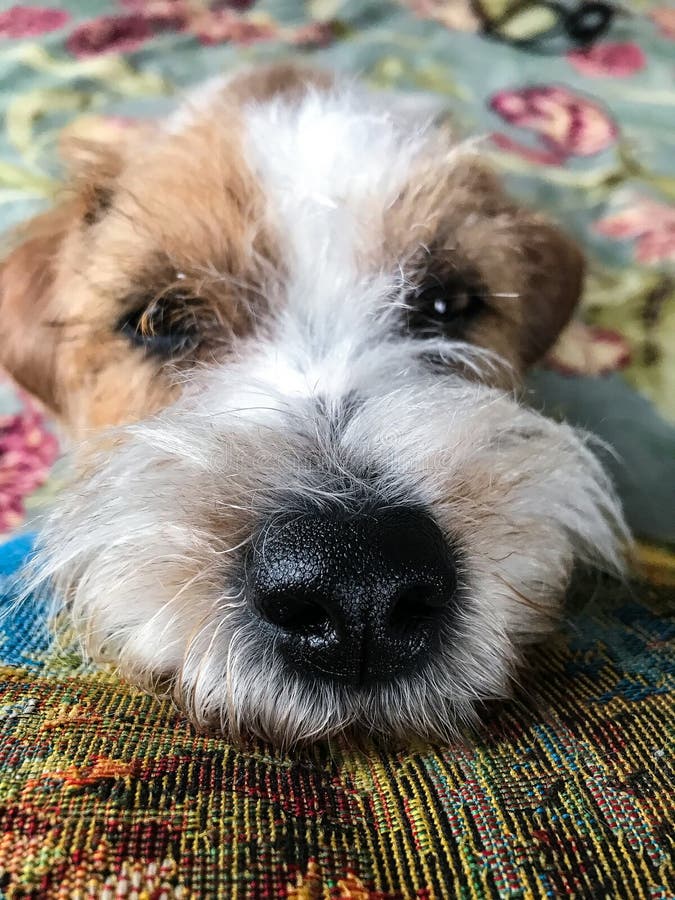 Little Jack Russell Terrier on the Bed . Looks into the Lens. Stock ...