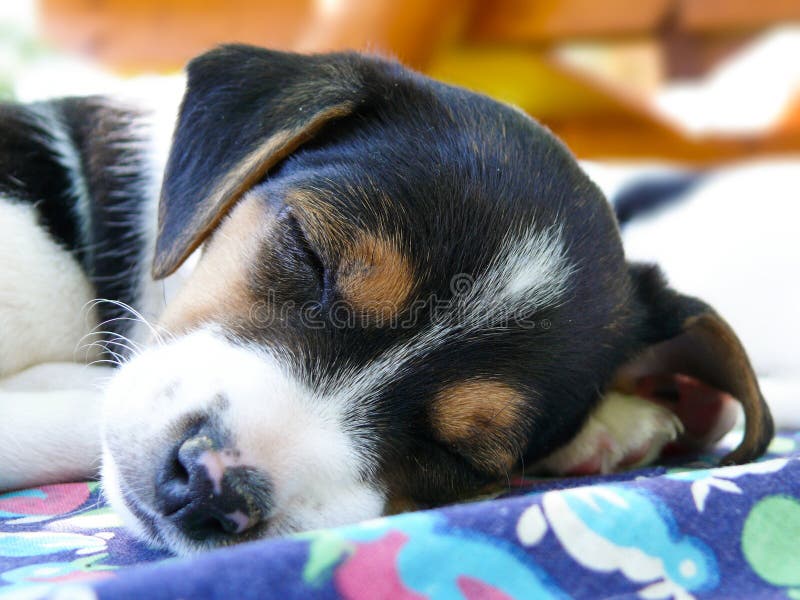 Little Jack Russell Terrier Sleeping Stock Photo - Image of mammal ...
