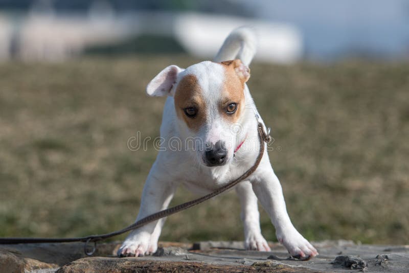 Little Jack Russell Terrier Standing Proud Stock Image - Image of ...