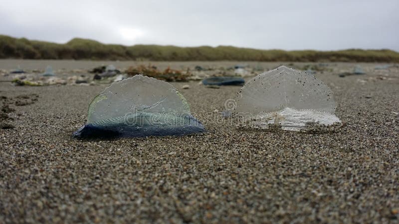 Guy comparing two things stock image. Image of confident - 145950829